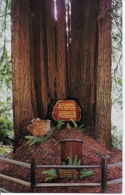 World's Largest Natural Cathedral Tree, Redwood Highway, California ...