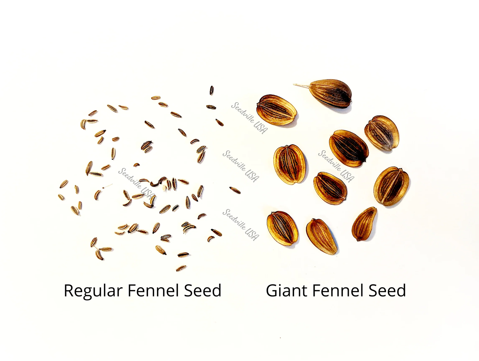 15 GIANT FENNEL Ferula Communis Gigantea Yellow Flower Herb Seeds | eBay