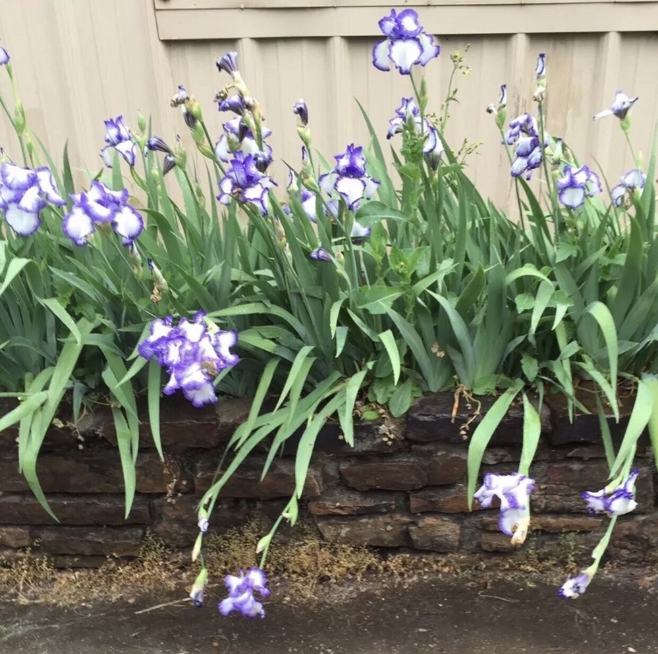 Bearded Iris mixed colors 25 Bulbs Rhizomes Sprouts Flowers Perennial ...