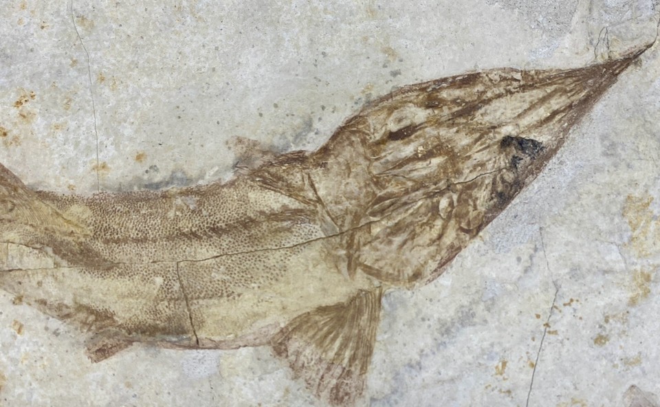 RARE 120 Million Year Old Paddlefish Protopsephurus Liui Yixian ...