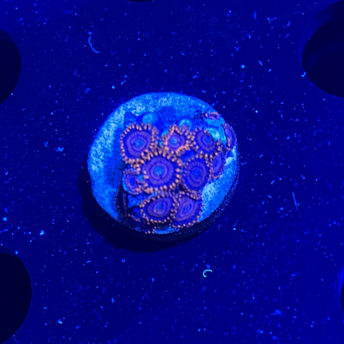 Twizzler Zoanthids Paly SPS LPS Soft Corals Red Zoo Zoa Zoanthid Easy ...