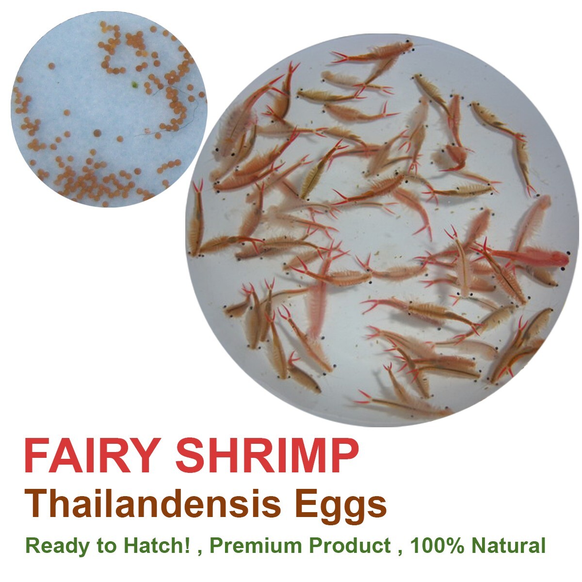 What Does A Betta Fish Egg Look Like 2+ Hundred Betta Fish Nest