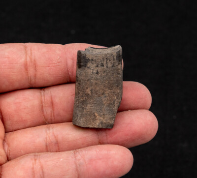 Baby Eremotherium Fossil Giant Sloth Tooth Florida Fossils 1037 | eBay