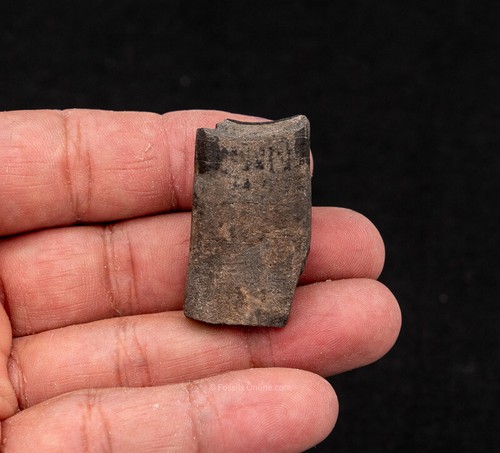 Baby Eremotherium Fossil Giant Sloth Tooth Florida Fossils 1037 | eBay