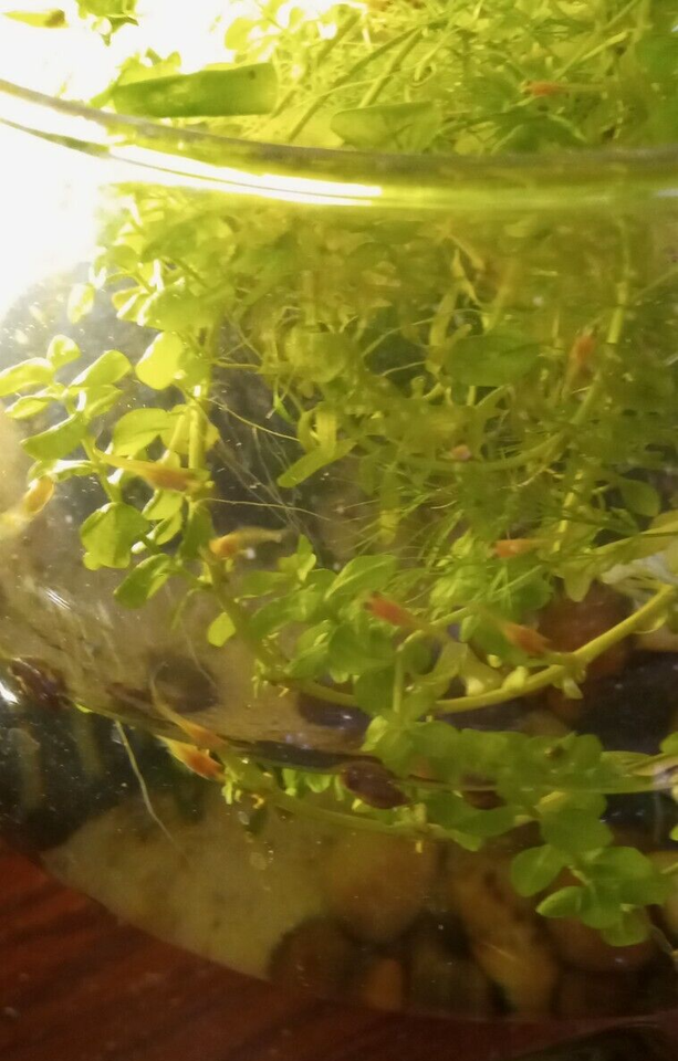 Mutt guppy live fish - 15 Assorted FRY - Assorted mixed guppies | eBay