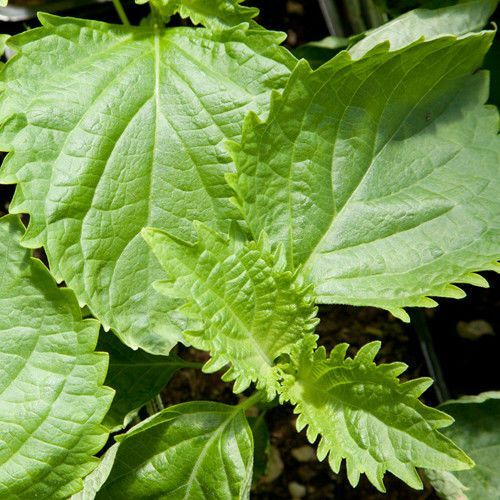 Green Shiso Seeds 50+ Perilla Herb Asian Mint Cuisine Annual USA FREE ...