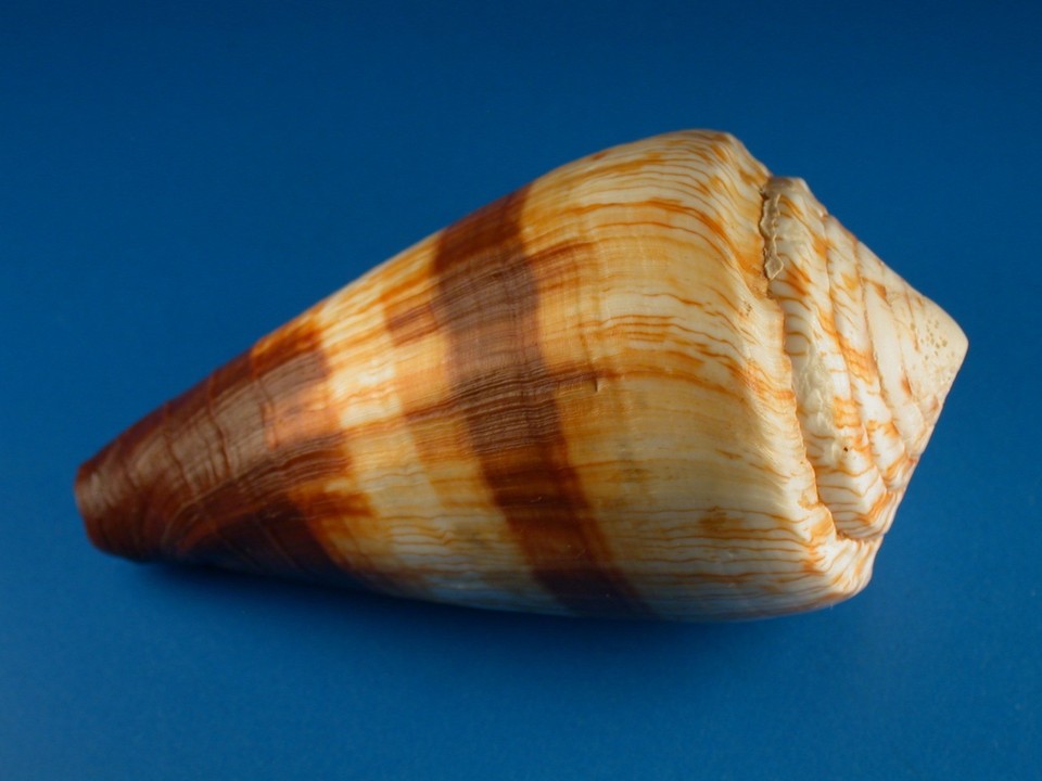 Conus miles, Great Dark Color Pattern, Large, 83.2mm, Solomons Shell ...