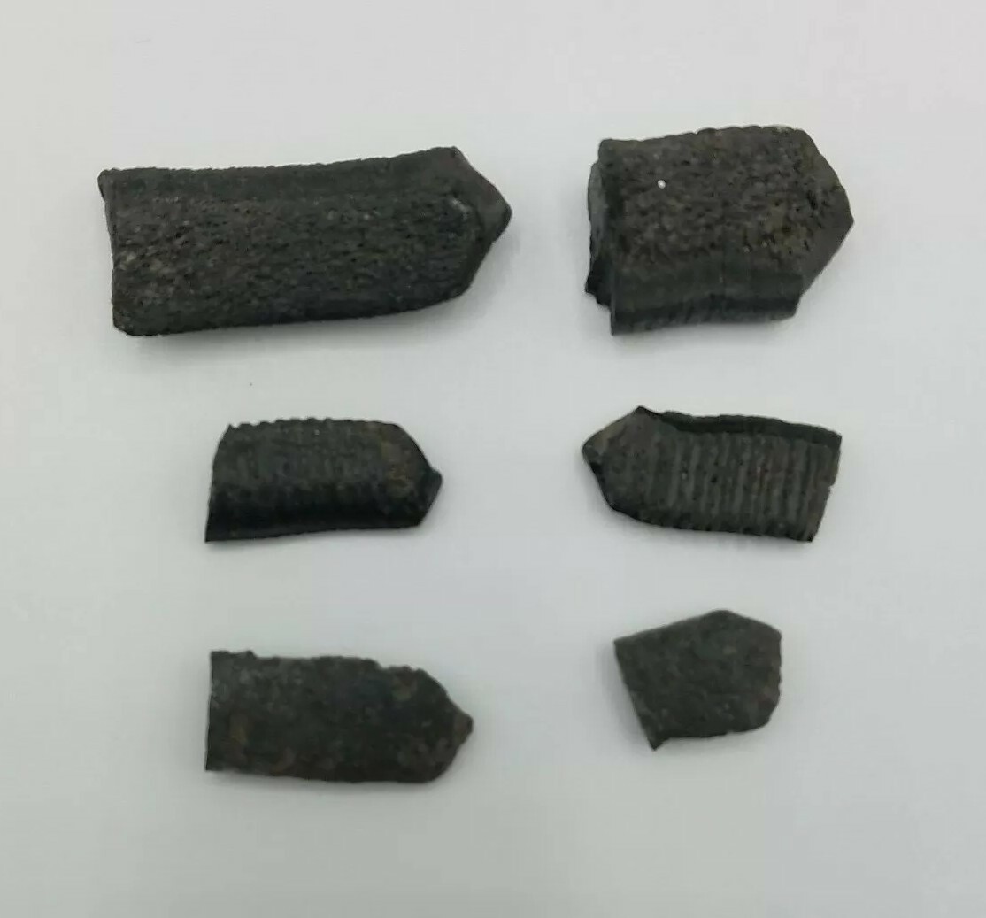 Fossil Ray Crusher Plates Teeth Myliobatis Rhinoptera Eocene Miocene NJ ...