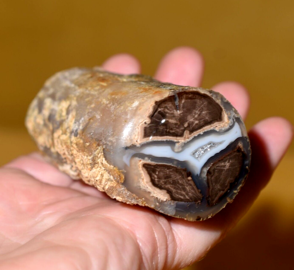 Amazing Blue Forest Agatized Petrified Eocene Wood Fossil Tree Limb ...