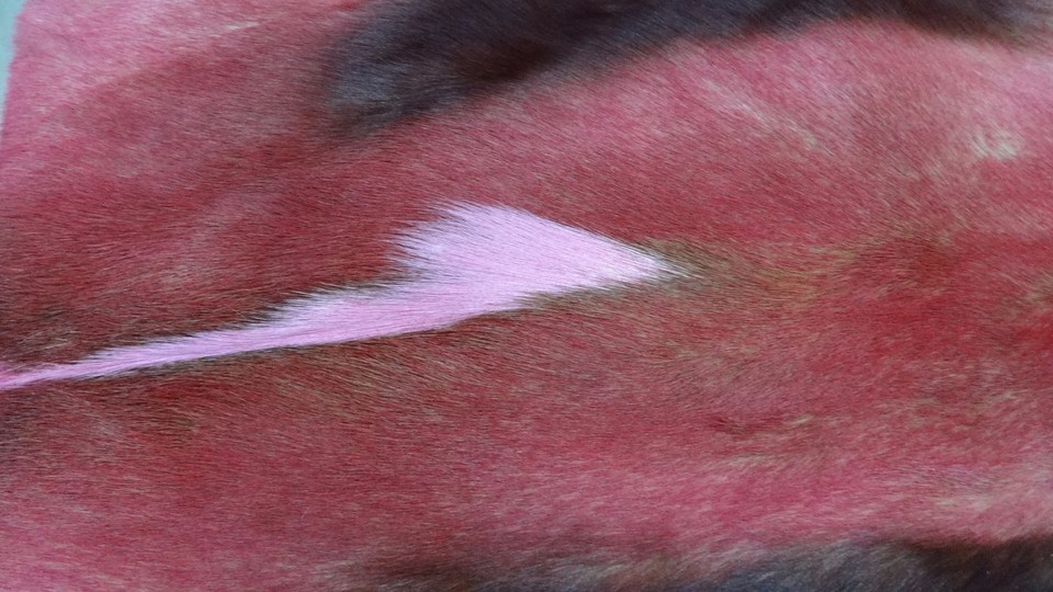 Dyed African Deer Skin Assorted dyed colors African springbok antelope ...