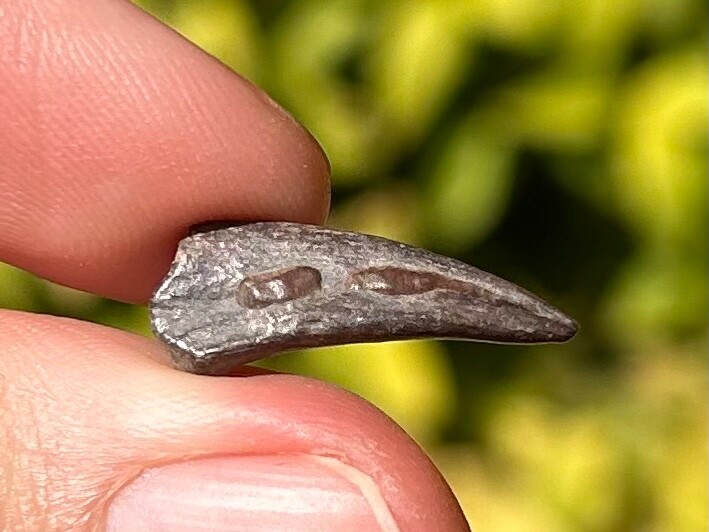 Small Theropod Dinosaur Claw Fossil from Niger Dino Bones Eocarcharia ...