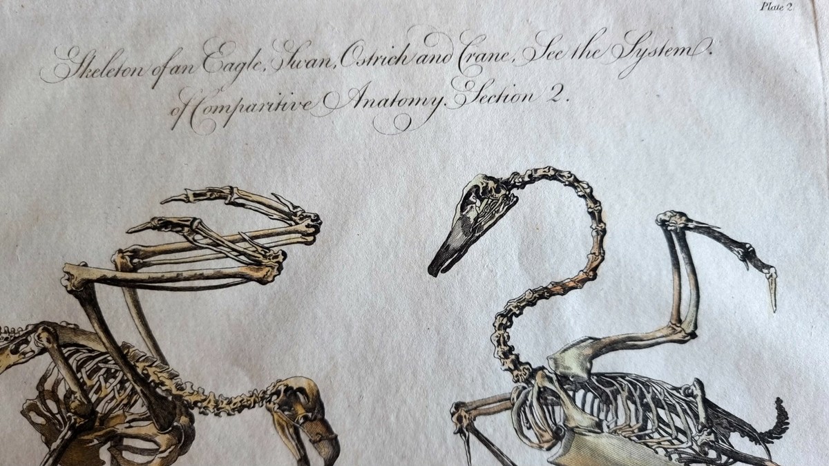 Anatomy Of A Swan Trumpeter Swan, Summer | MJ Springett