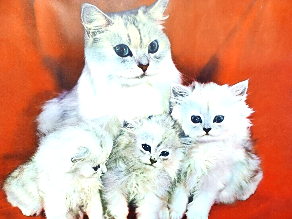 RED CAT Kittens OHIO STATE FAIR Premium PRIZE Poster GP16568 1961 15" x ...