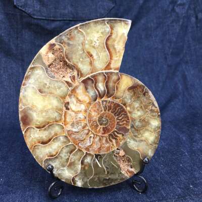 365g Natural Ammonite Disc Fossil Conch Specimen Healing | eBay