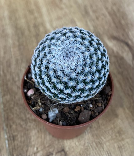 Mammillaria Microthele Superfina | Cactus Rare | 6cm Pot | Rooted | eBay UK