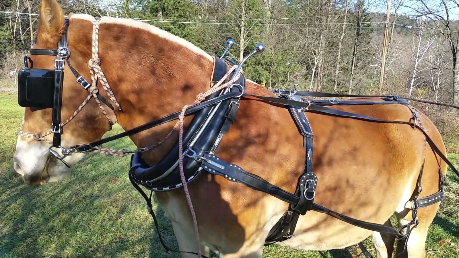 Amish Made Flashy, Studded Biothane Harness Haflinger, Large Pony ...