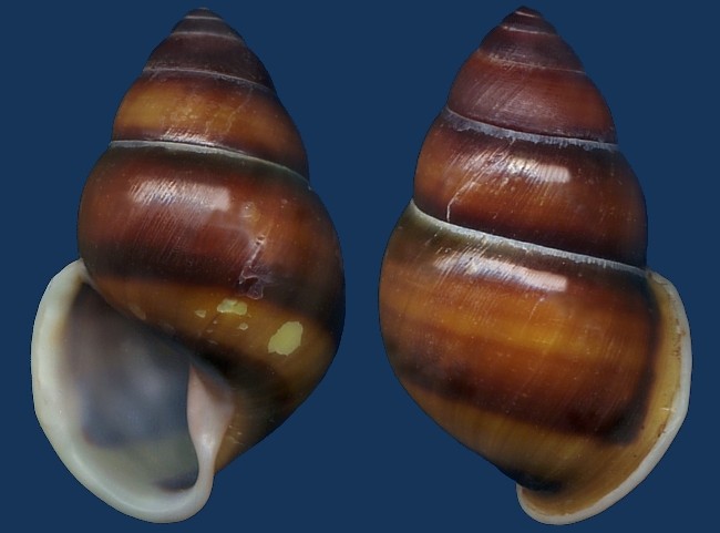 Shell Amphidromus webbi simalurensis Landshell | eBay