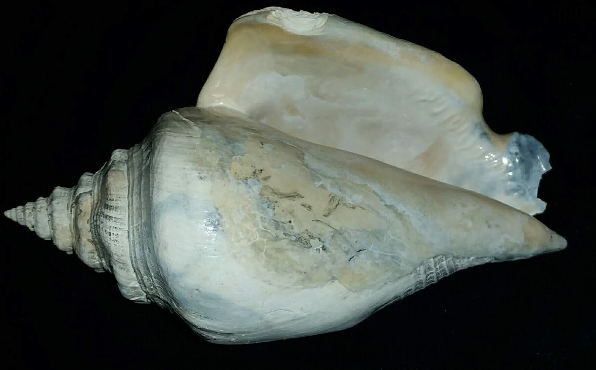 Fossil / Fossilized Strombidae - Strombus sea shell gastropod ...