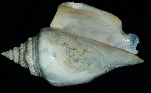 Fossil / Fossilized Strombidae - Strombus sea shell gastropod ...