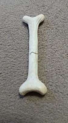 Neca Teenage Mutant Ninja Turtle Leonardo Hunchback Bone Tmnt Leo ...