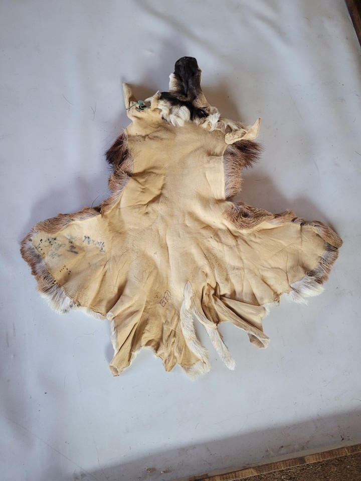 Tanned Montana small doe/small buck Antelope Cape Taxidermy fur skin ...