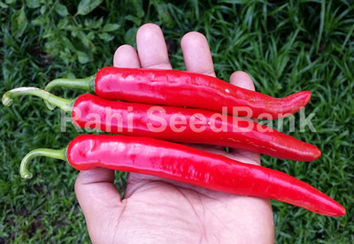Thai Giant Long Chilli - A Medium Hot & Spicy Chilli for Great Flavour ...