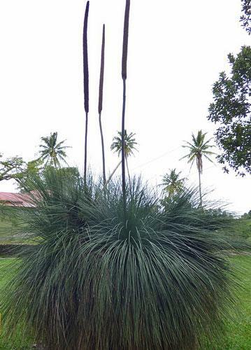 Xanthorrhoea preissii | Balga | Western Australian Grass Tree | 10 ...