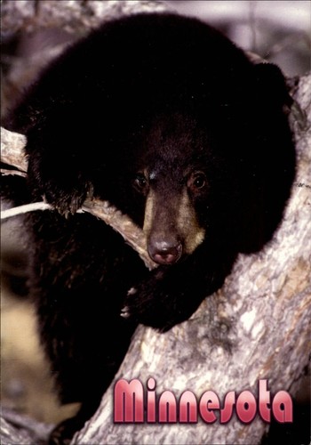 Northern Woodlands Minnesota Black Bear Ursus Americanus postcard | eBay
