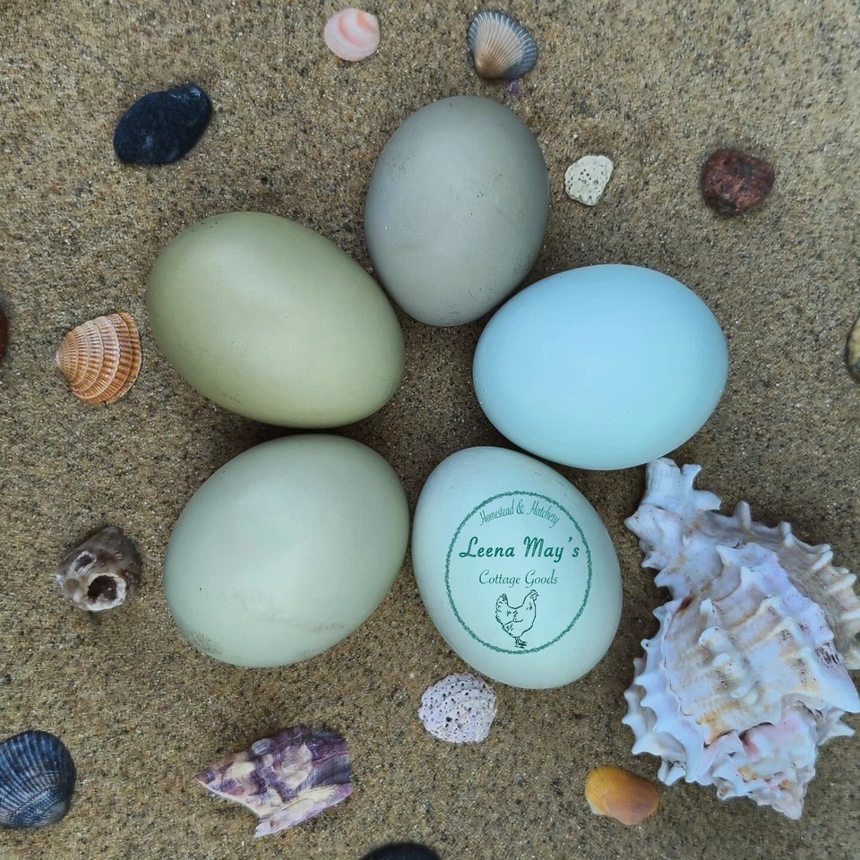 12 Sea Foam Egger Hatching Eggs NPIP Certified | eBay