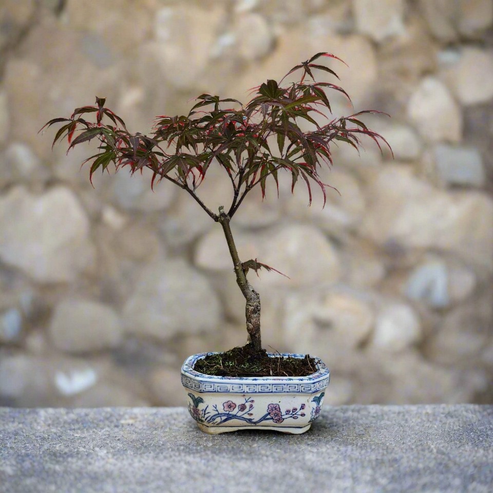 Chinese Maple (Acer) Bonsai Tree | Red Maple Informal Upright | In 15cm ...