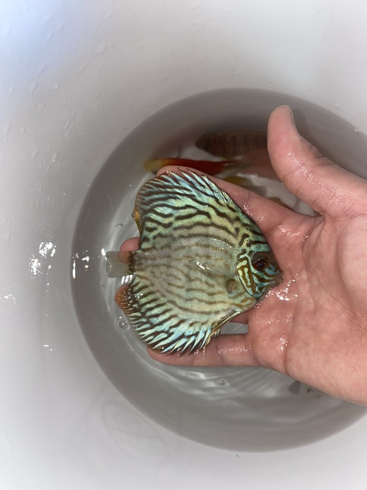 Assorted Discus- 4 Inches | eBay