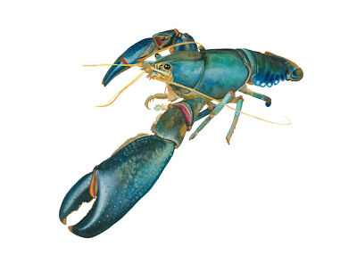 CANVAS Lobster II By Damon Crook 32x24 Coastal Nautical Graphic Art ...