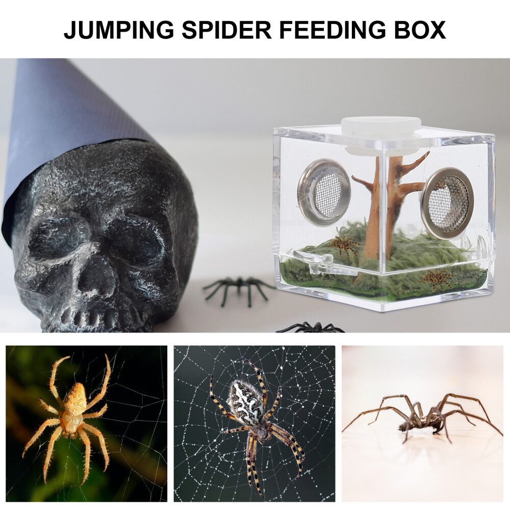 Reptiles Jumping Spider Breeding Box Acrylic Pet Insect Container ...