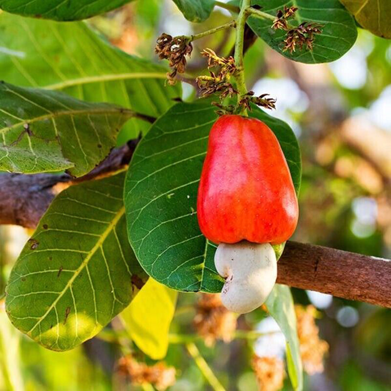 10Pcs seeds ANACARDIUM OCCIDENTALE CASHEW NUT TREE RARE TROPICAL FRUIT ...