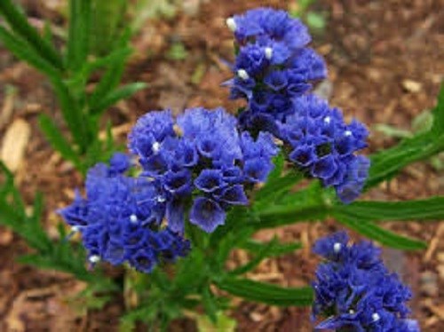 Blue Statice Flower