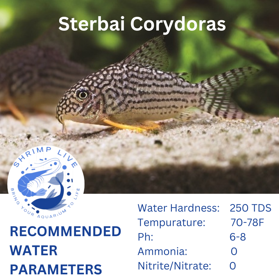 5x Sterbai Cory - Corydoras Sterbai Catfish - Live Fish | eBay