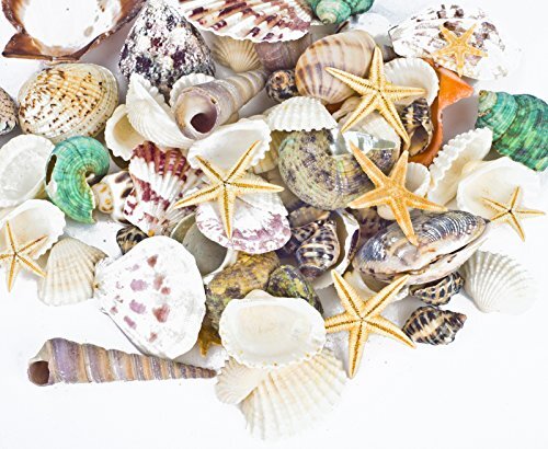 Famoby Sea Shells Mixed Beach Seashells Starfish for Beach Theme Party ...