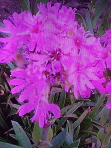 Lychnis Alpina Magenta, Alpine Catchfly plant in 13cm pot approx ...