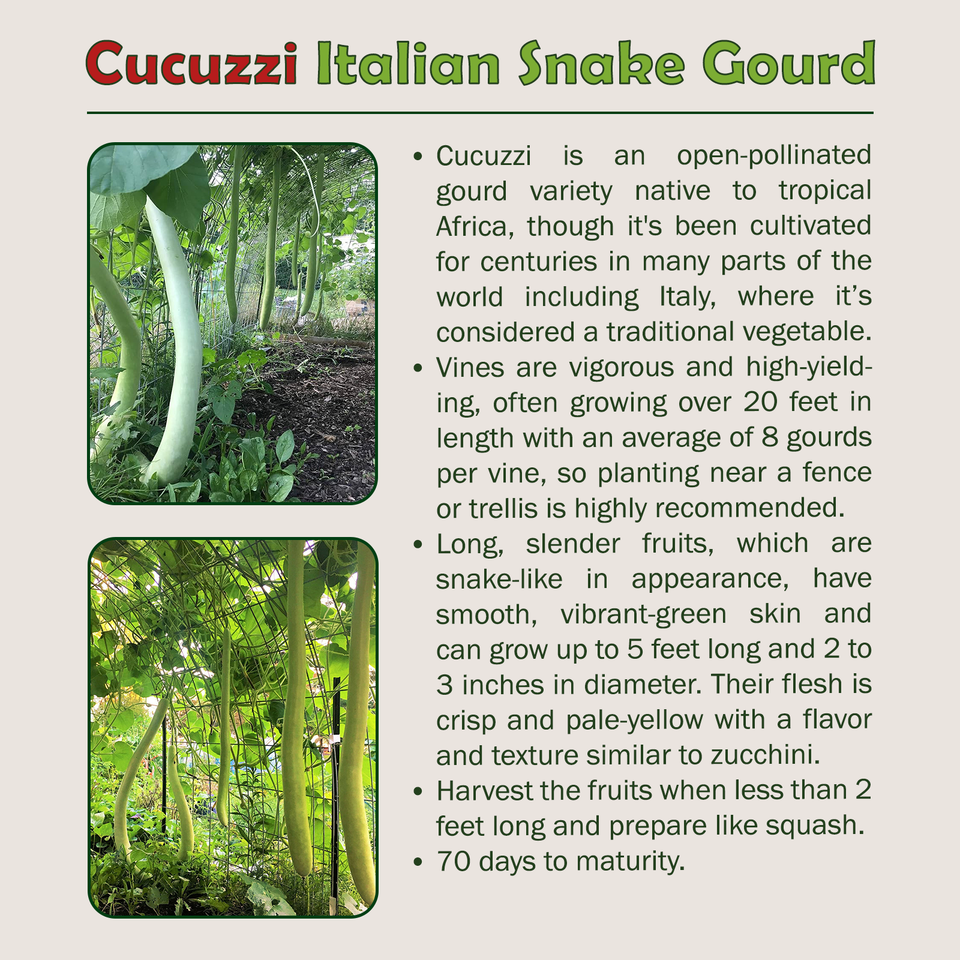 10 Cucuzzi Italian Snake Gourd Seeds, Cucuzza, Heirloom, Non-GMO ...