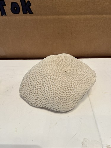 Fossilized, Ocean, Coral Bleached. Large Size. Old | eBay
