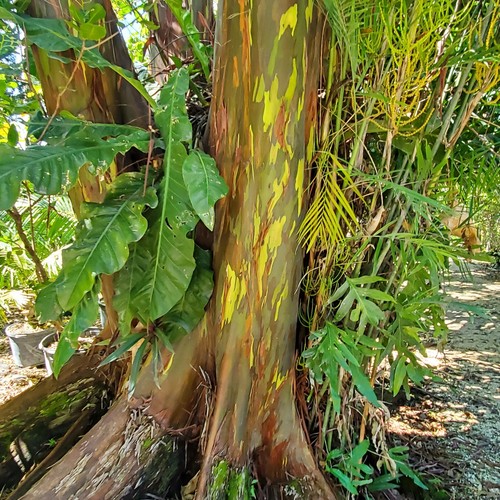 LIVE PLANT TREE Rainbow Eucalyptus, Mindanao Gum, Bagras, Kamarere ...