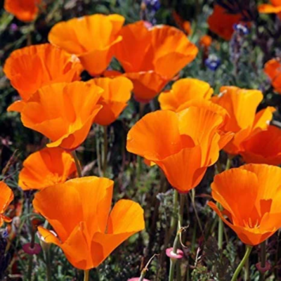Golden Poppy Plant