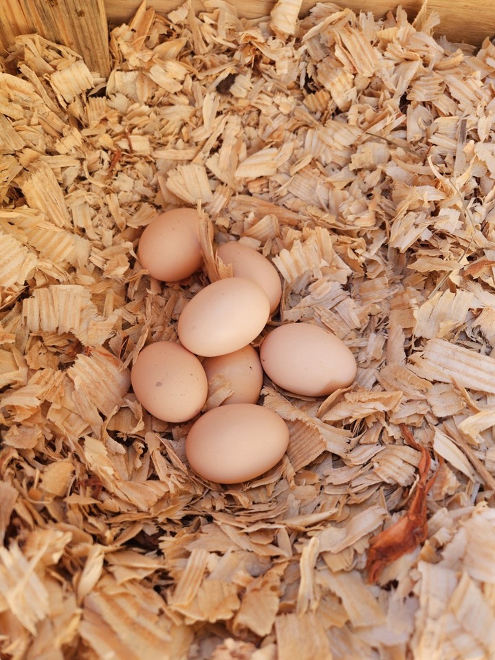 10+2++ Dominique Hatching Eggs NPIP AI Clean Farm And Flocks | eBay