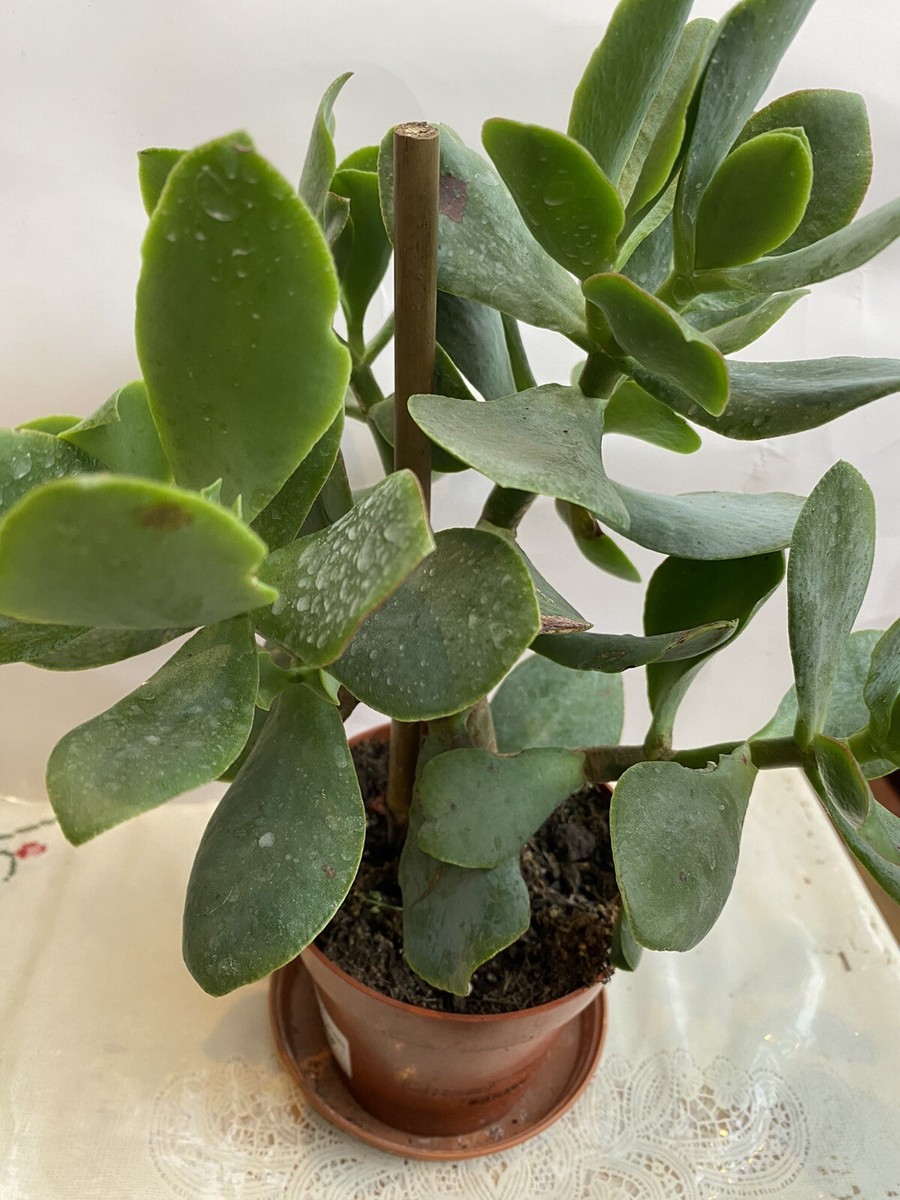 japanese money tree for sale