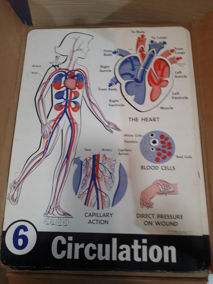 EDUCATIONAL POSTERS FROM 1958, THE BODY, 9 POSTERS 28.5 X 20.5 INCHES ...