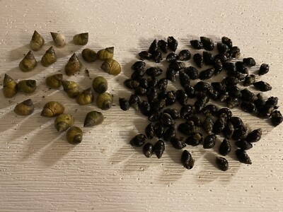 25 Periwinkle + 50 Nassarius Live Saltwater Snails Fish Tank Aquarium ...