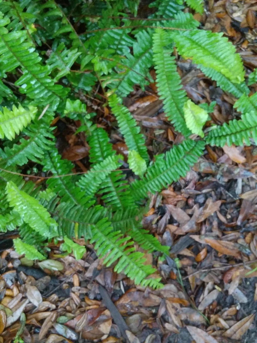Tropical Fern Plants