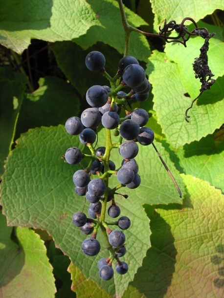 Amur Grape, Vitis amurensis, Vine Seeds (Edible, Fast, Fall Color ...
