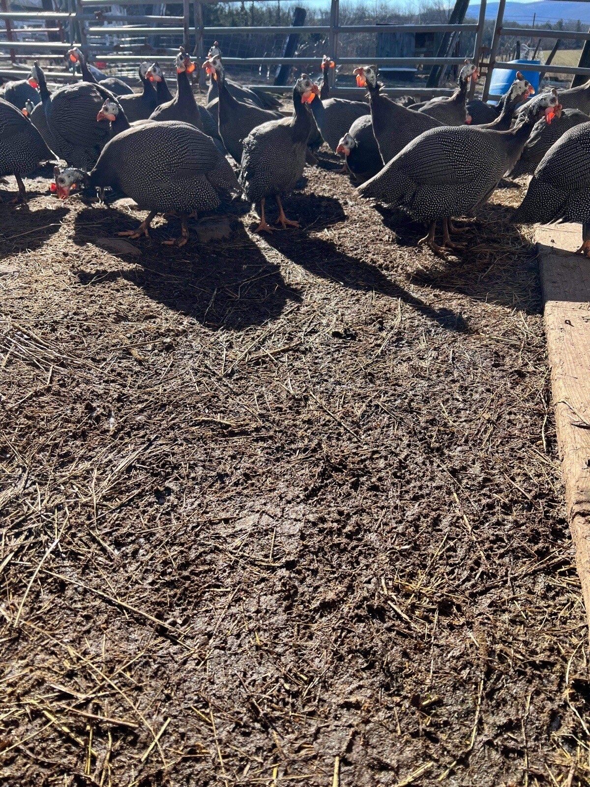 Jumbo French Pearl guinea fowl hatching eggs | Fabricating and Metalworking