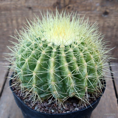 A5364 ECHINOCACTUS GRUSONII SETISPINUS pot14-H11-W14 cm MaMa Cactus | eBay